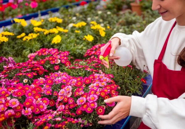 Aumento de venda das flores movimenta região economicamente no Dia das Mães